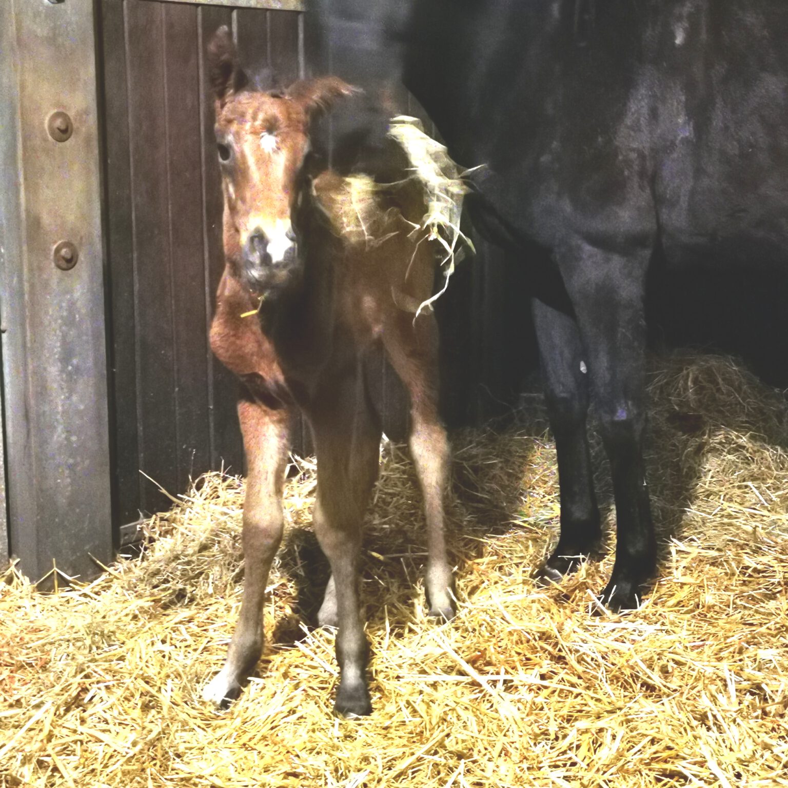 Das erste Fohlen 2022 – Hof Immenkath