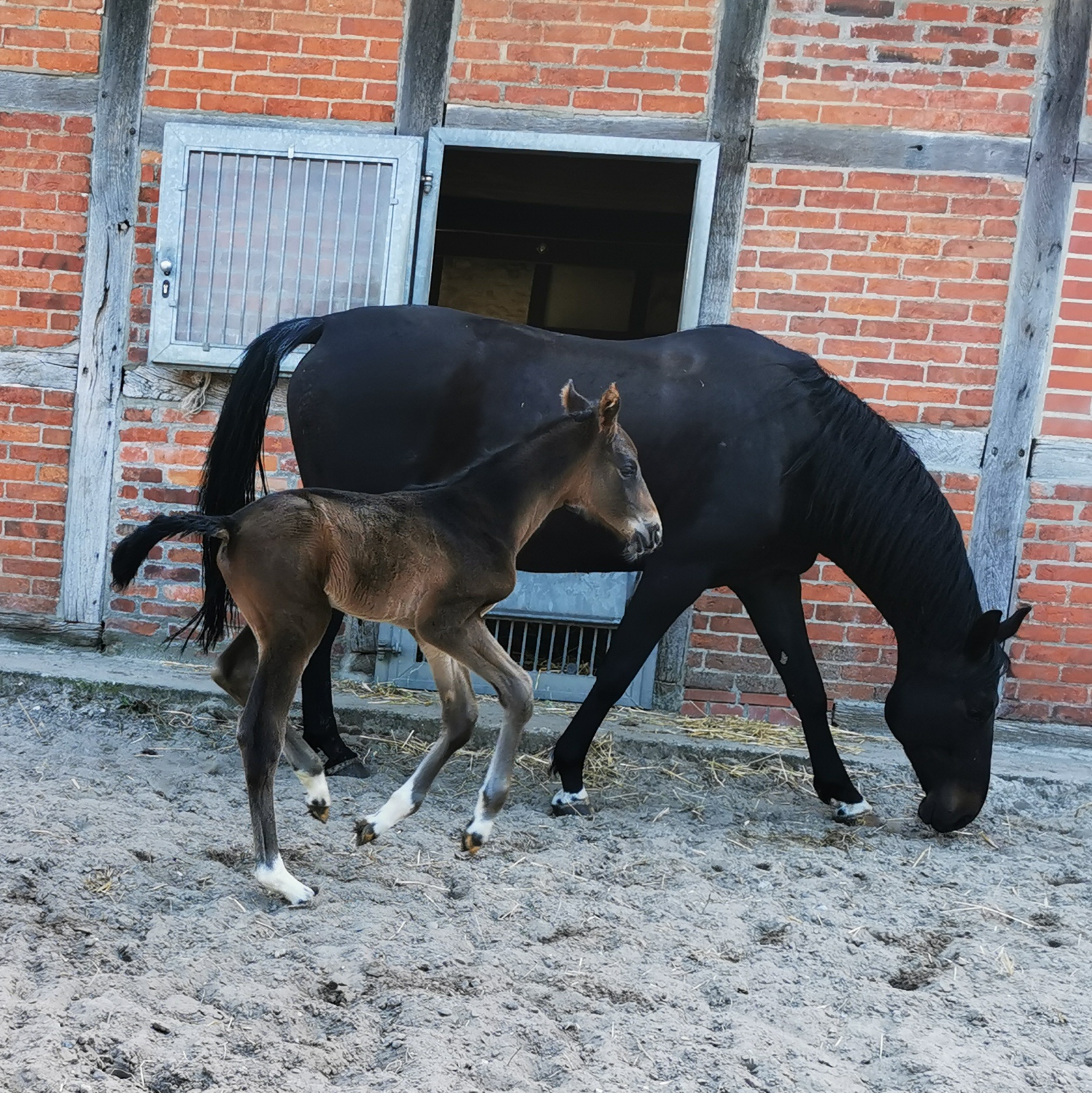 Don Index – Hof Immenkath